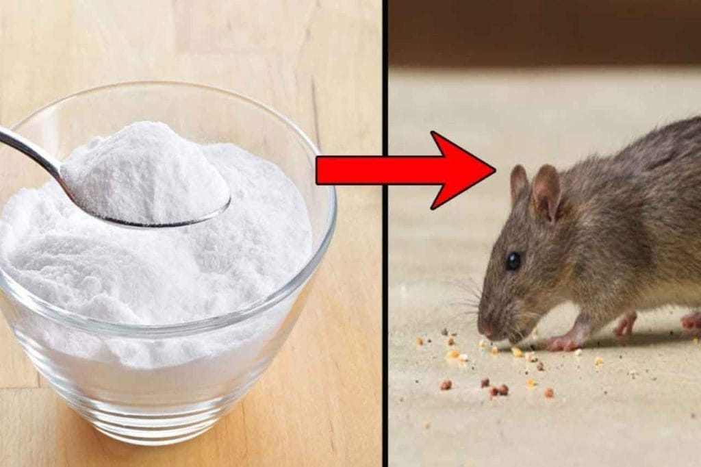 Guia Prático para se Livrar dos Ratos Sem Usar Venenos ou Produtos Tóxicos